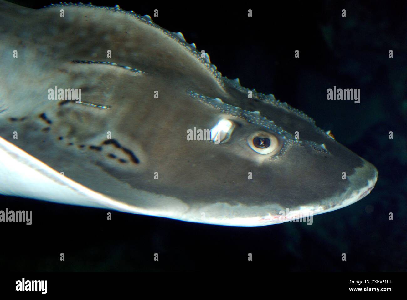 Shark Ray, tropical western Pacific, Indian Ocean Stock Photo - Alamy