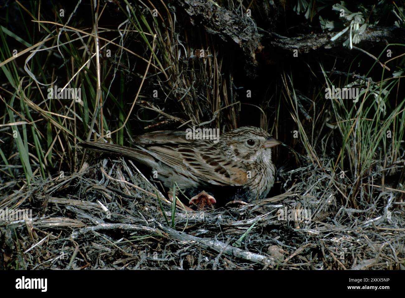 Vesper Sparrow - brooding young Stock Photo - Alamy