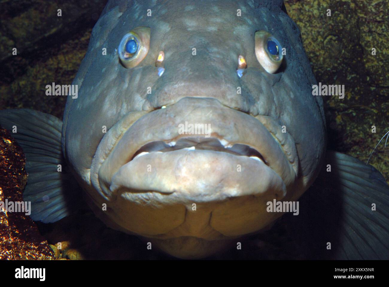Longtooth grouper hi-res stock photography and images - Alamy