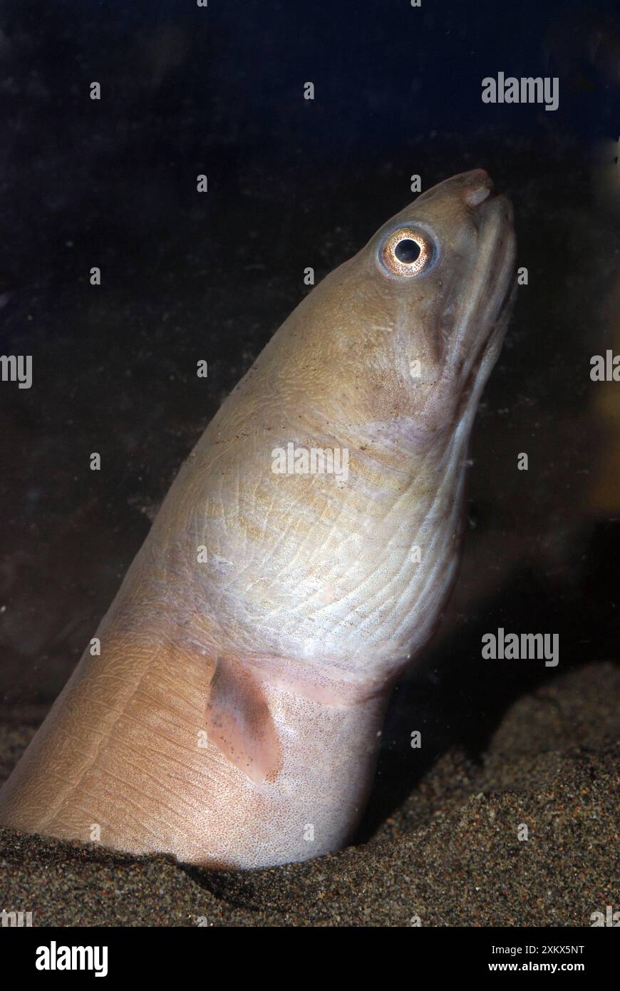Pacific ocean eel hi-res stock photography and images - Alamy