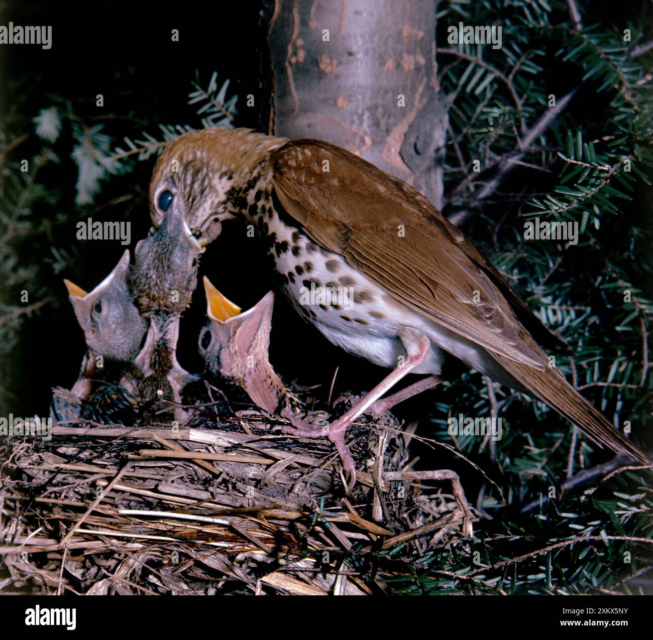 Wood Thrush - at nest with young Stock Photo - Alamy