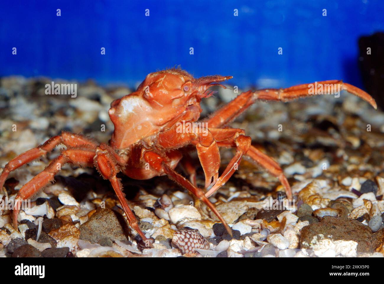 Japanese Crab, northwest Pacific Stock Photo - Alamy