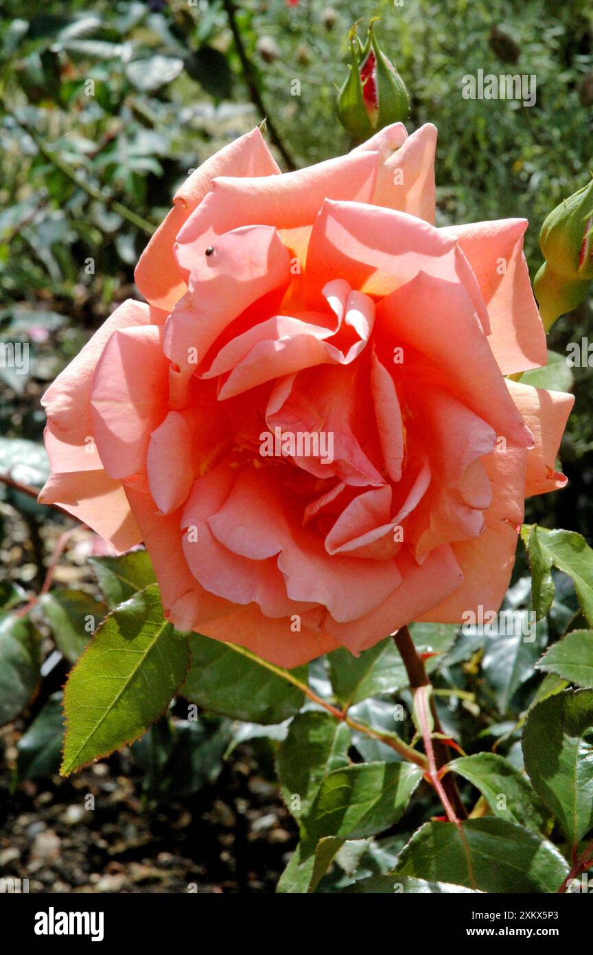 Rose - 'Mrs Sam McGredy' Stock Photo - Alamy