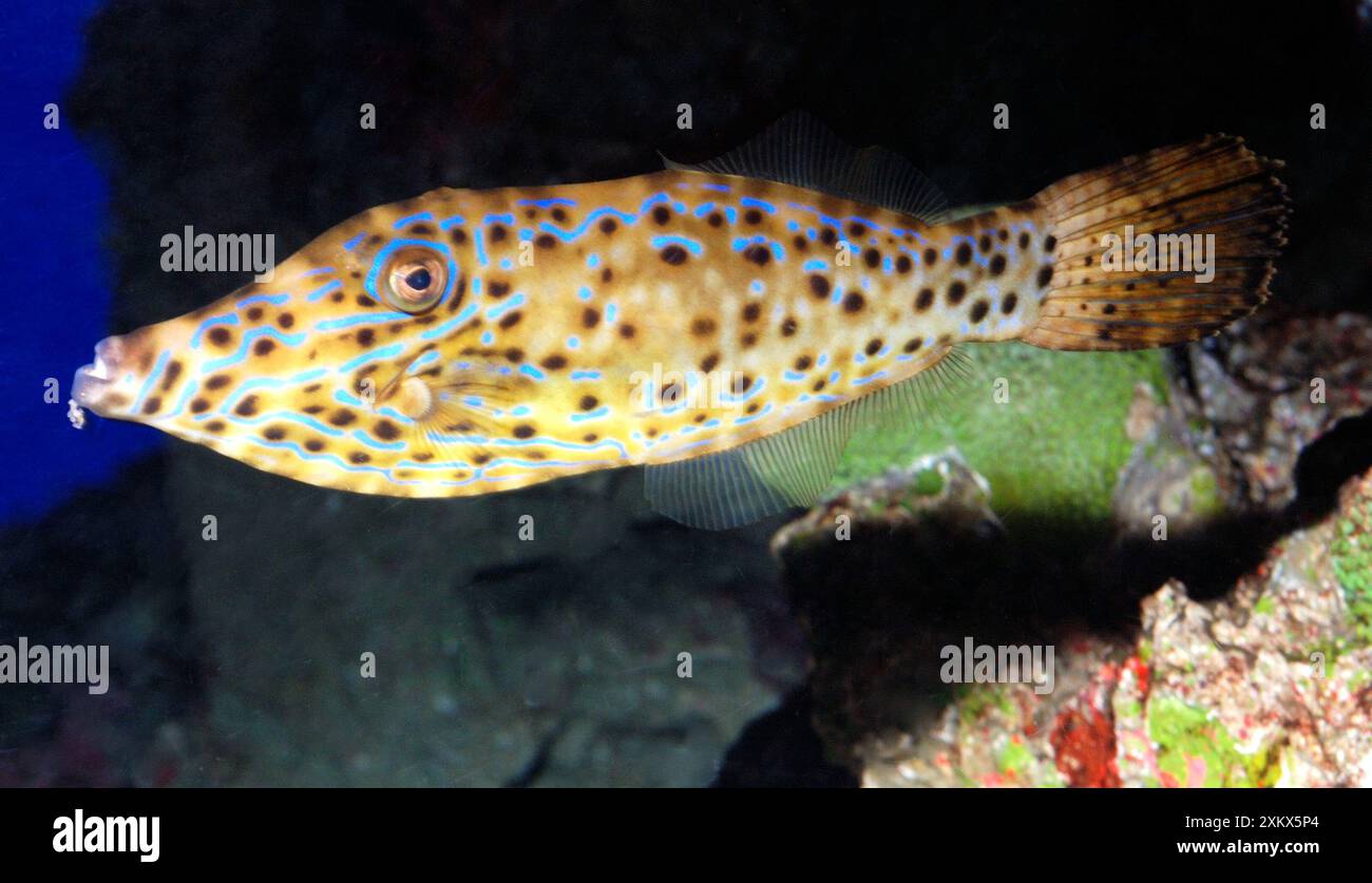 Leatherjacket fishes hi-res stock photography and images - Alamy