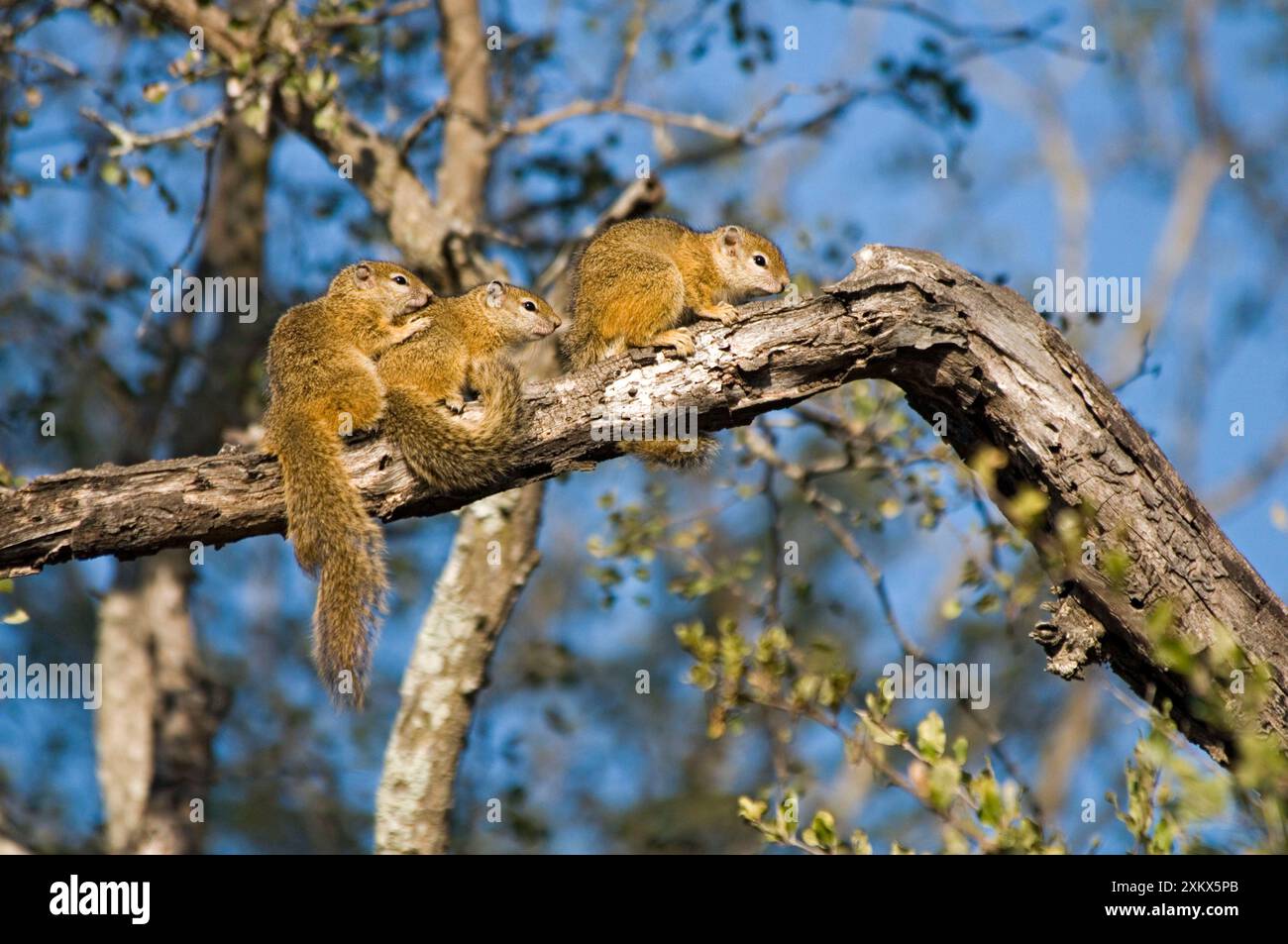 Squirrels rodents hi-res stock photography and images - Alamy