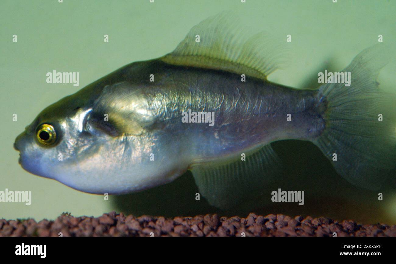 Pufferfish no vernacular, Freshwater Mekong River Stock Photo - Alamy