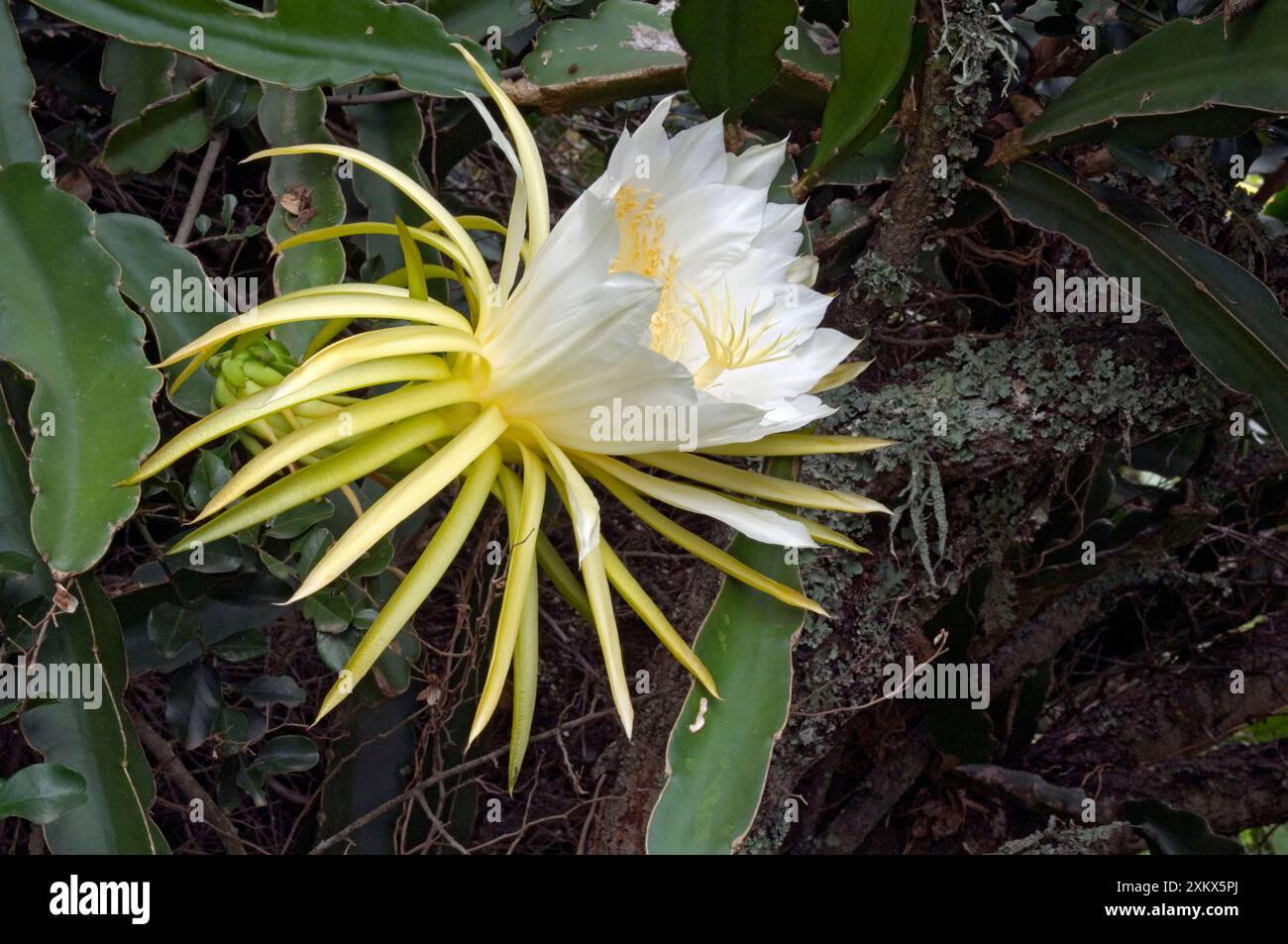 Moon Flower / Night-blooming Cereus / Pitaya Stock Photo - Alamy
