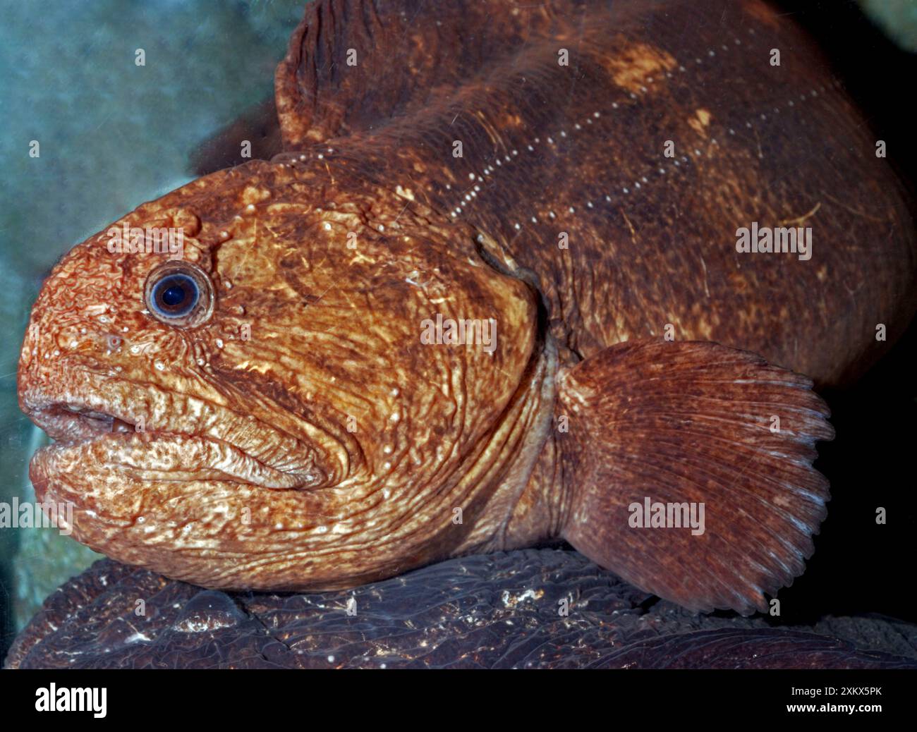 Bering Wolffish, cold waters in north Pacific down Stock Photo - Alamy