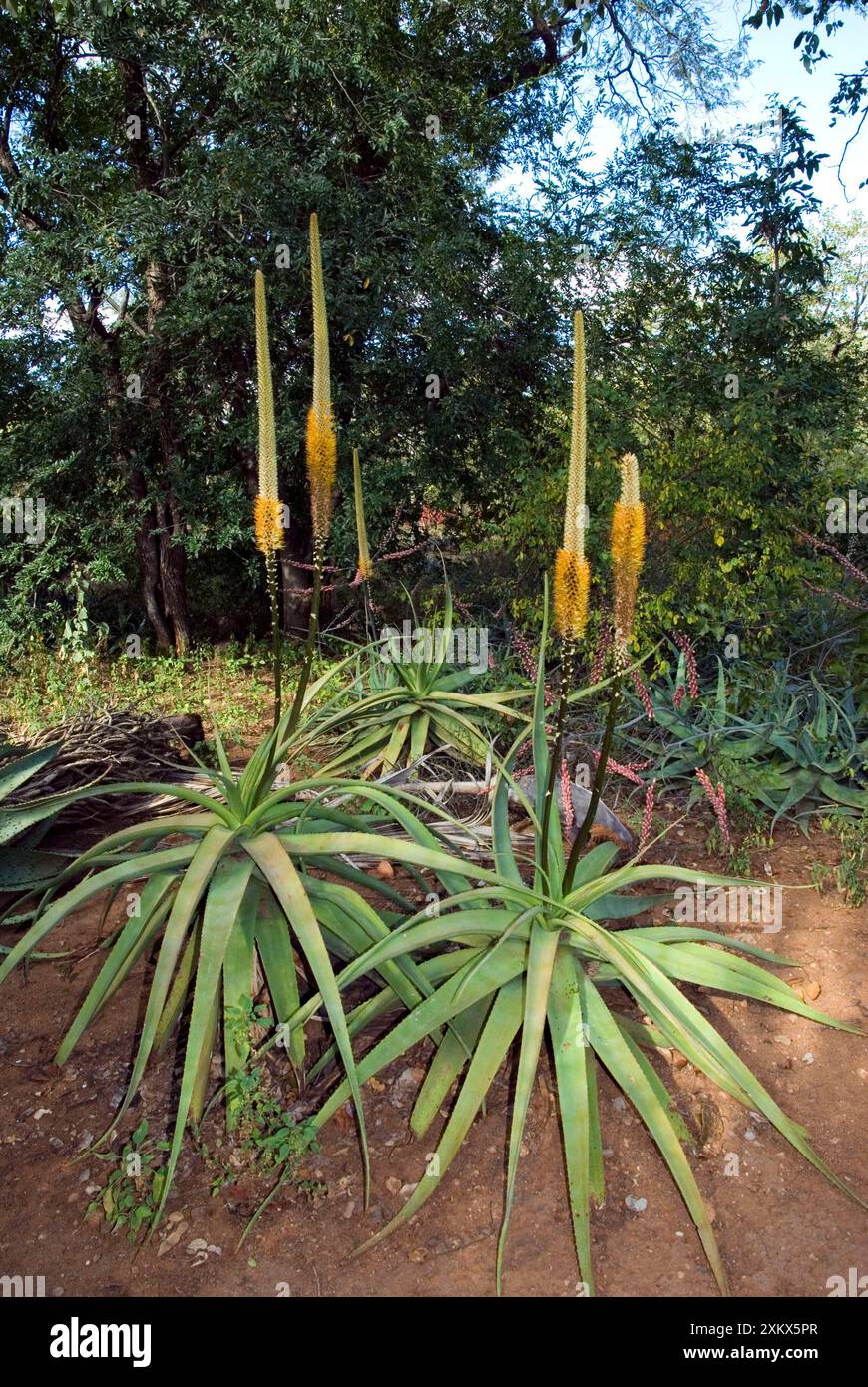 Aloe spicata hi-res stock photography and images - Alamy