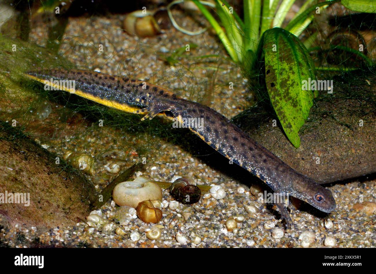 Great or northern crested newt hi-res stock photography and images - Alamy
