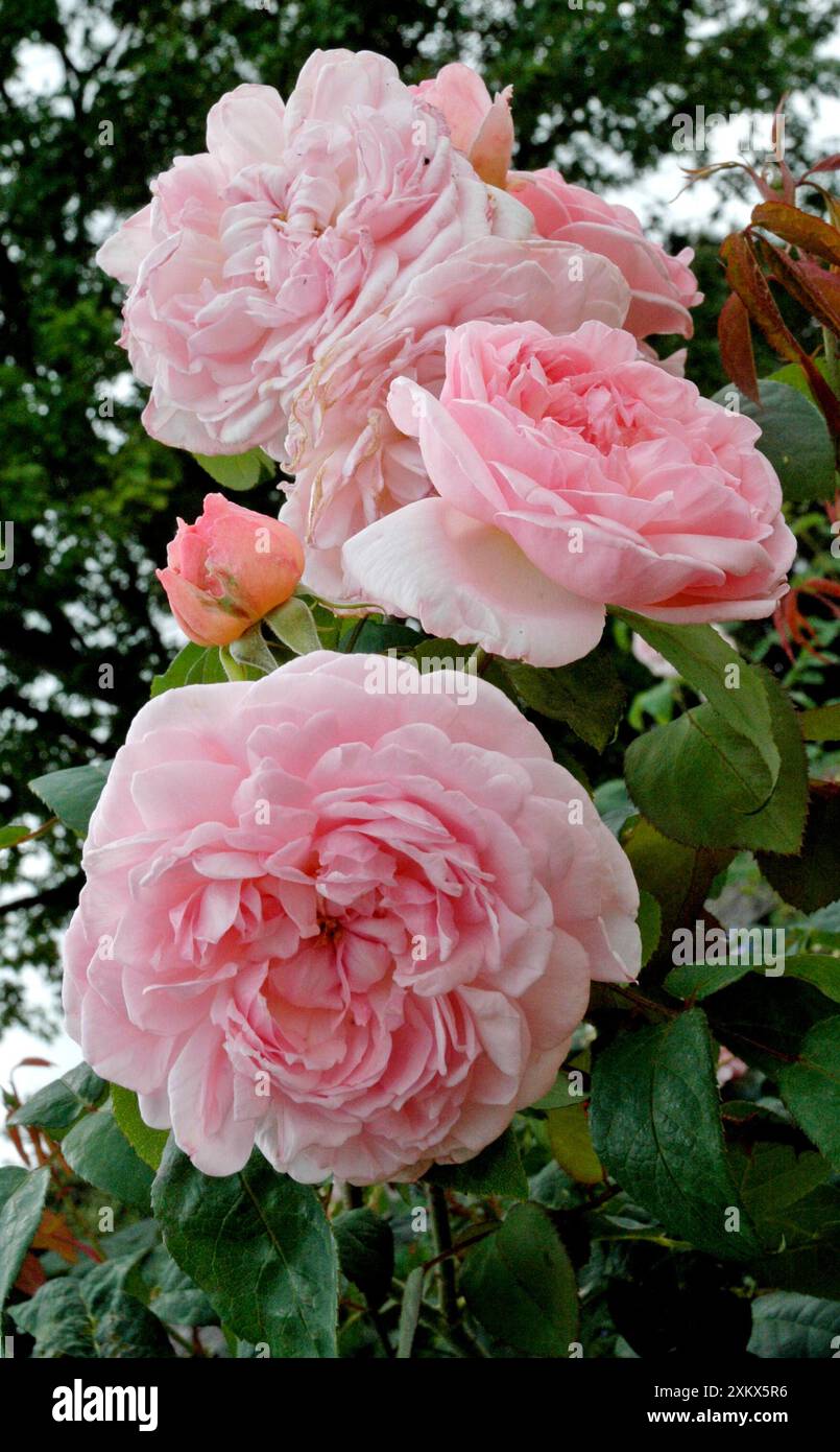 Rose eglantyne hi-res stock photography and images - Alamy