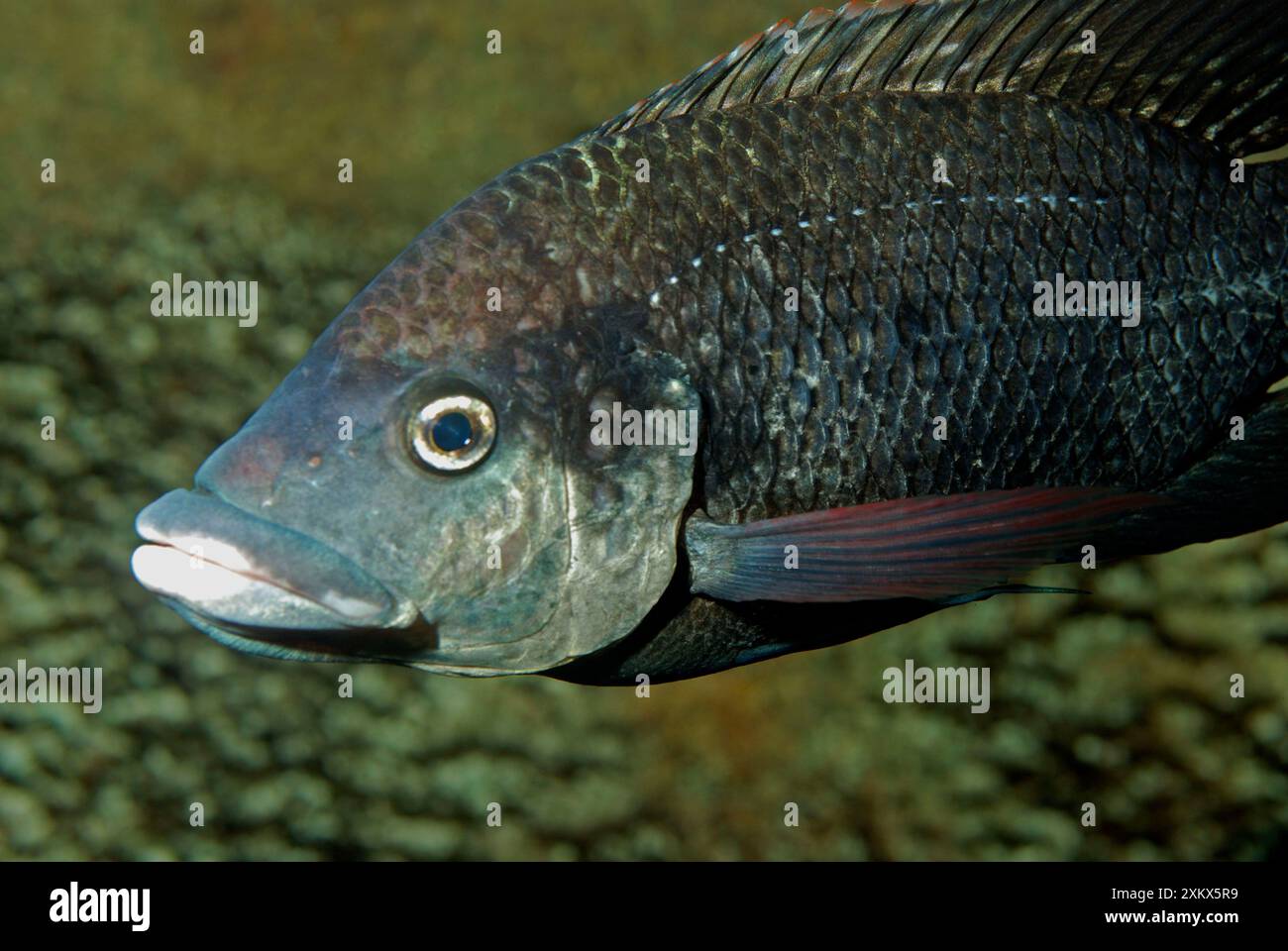 Freshwater tilapia hi-res stock photography and images - Alamy