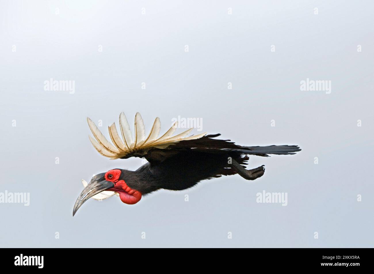 African ground hornbill flight hi-res stock photography and images - Alamy