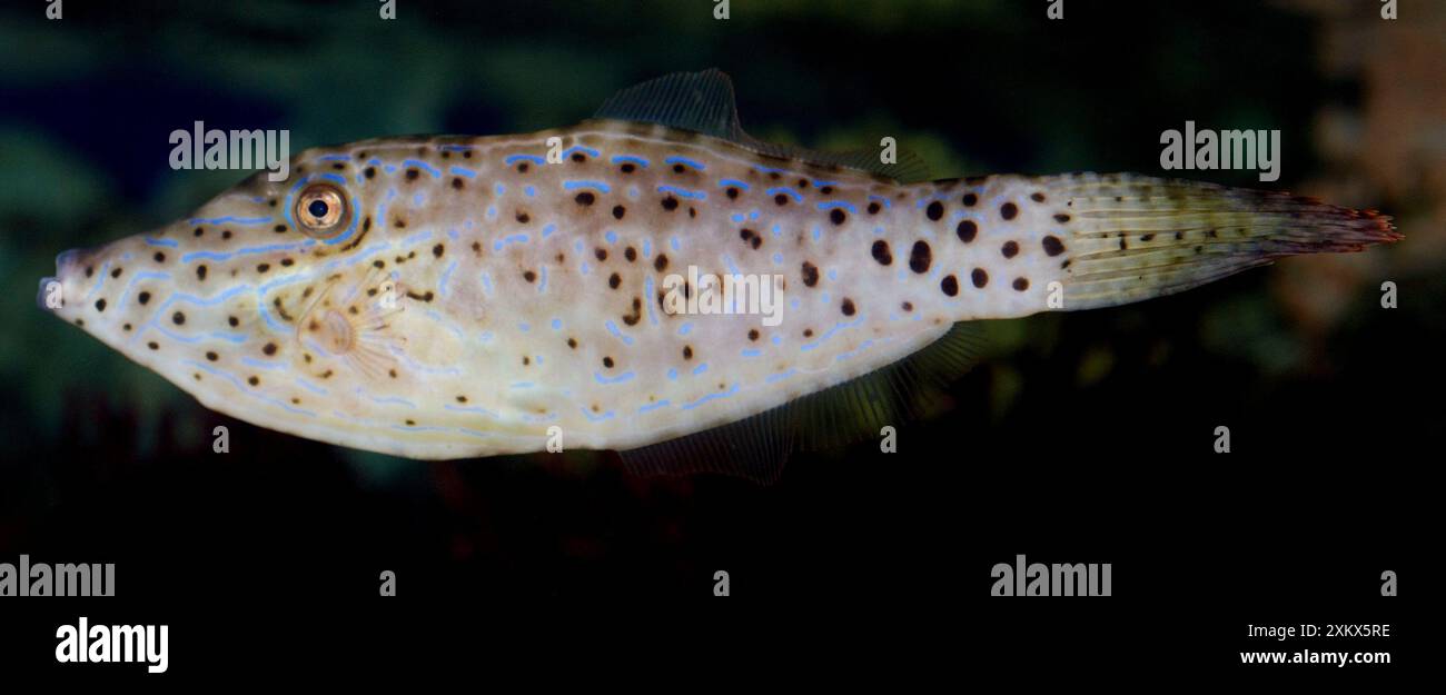 Scribbled Leatherjacket Filefish, tropical coasts Stock Photo - Alamy