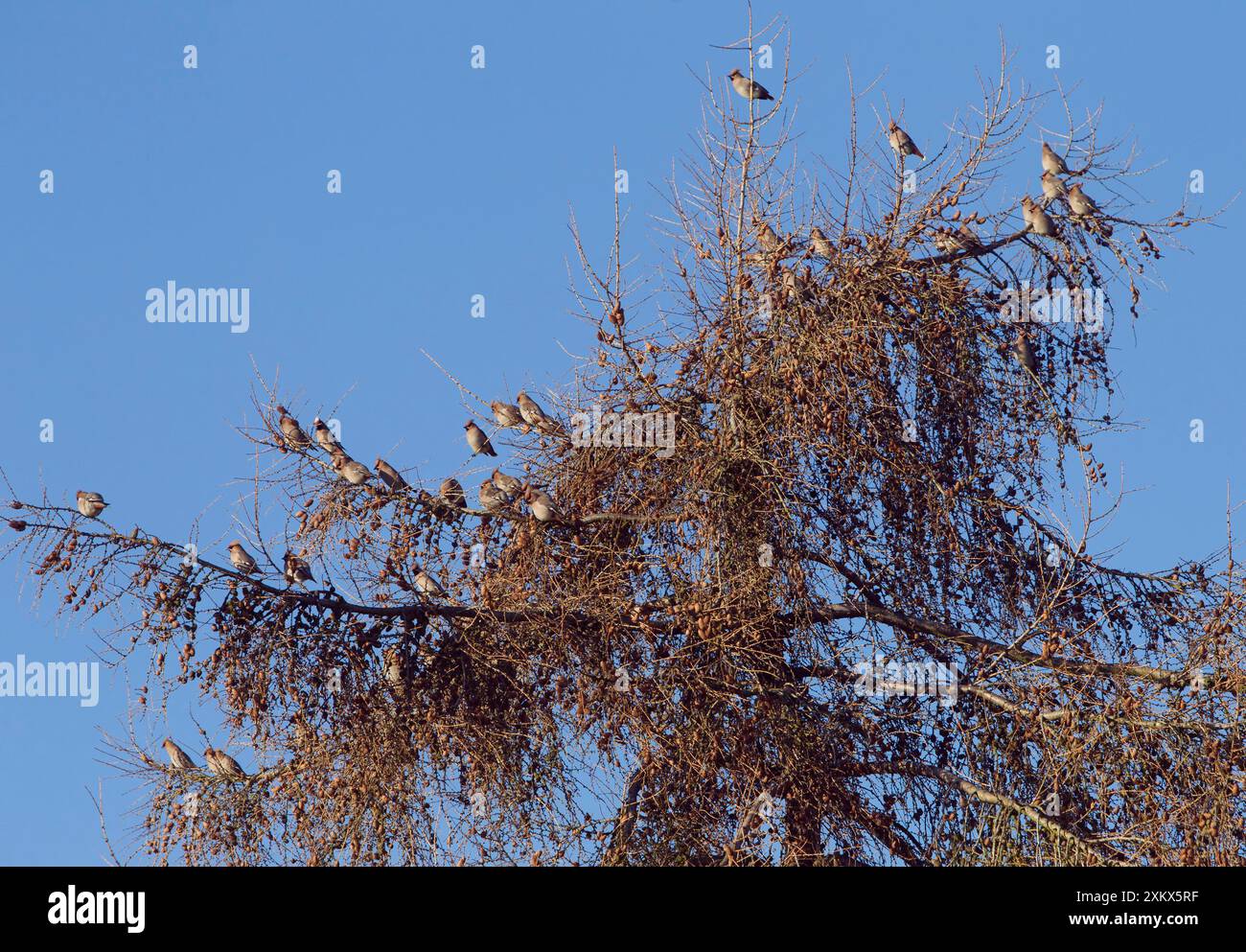 Flock of birds in tree hi-res stock photography and images - Alamy