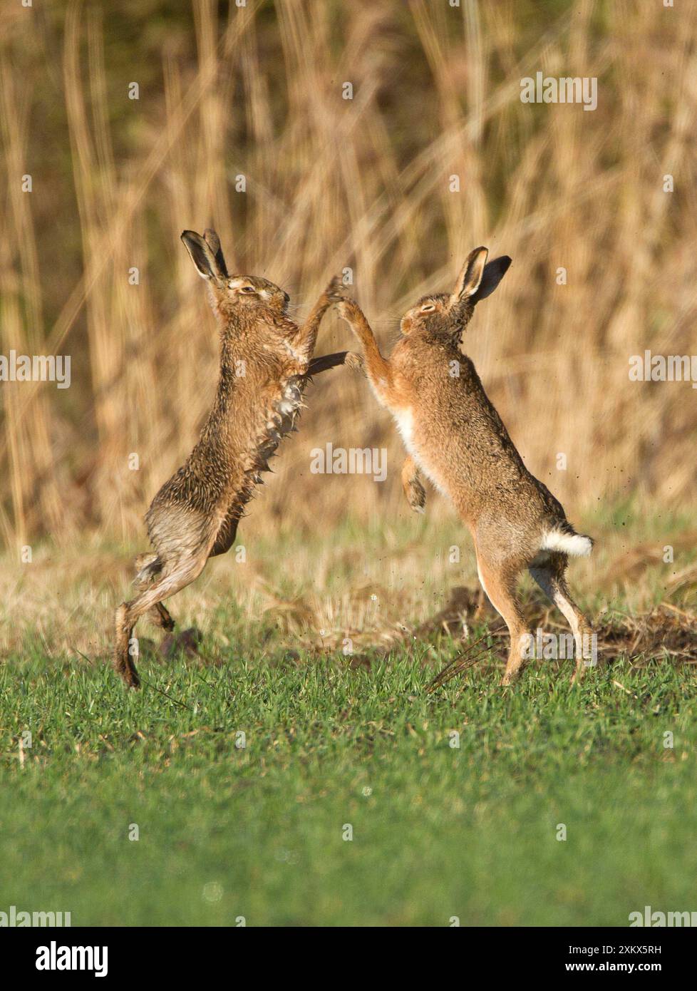 Brown Hares - boxing in field Stock Photo - Alamy