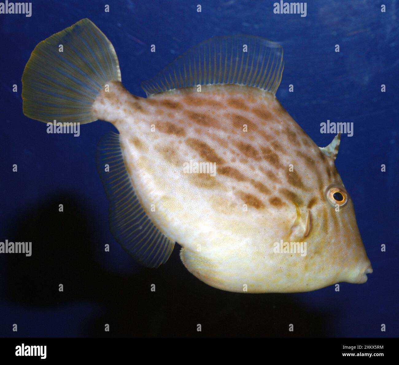 Black Scraper Triggerfish, reefs northwest Pacific Stock Photo - Alamy