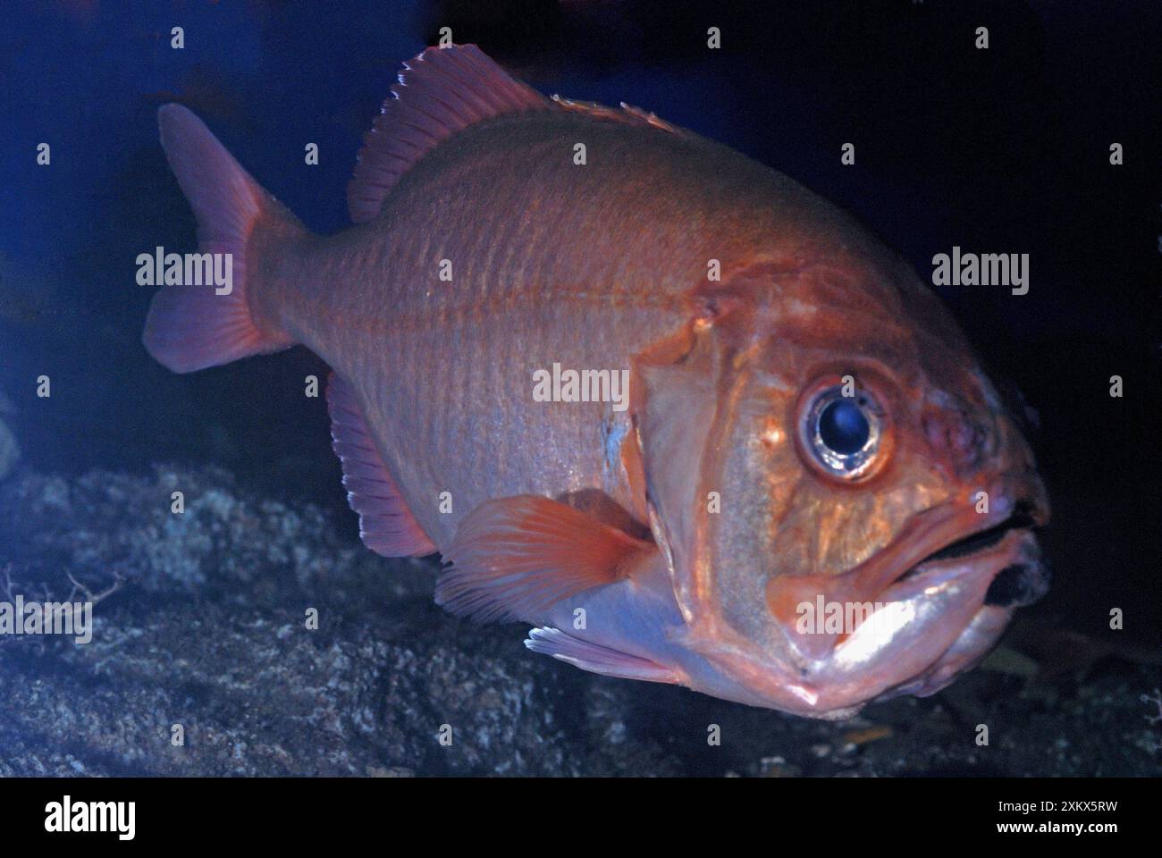 Blueberry Roughy, Big Roughy, north Pacific 300-600m Stock Photo - Alamy