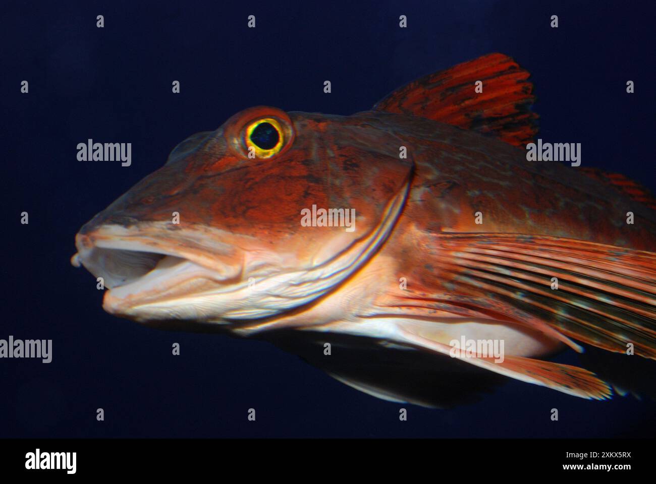 Red gurnard fish chelidonichthys spinosus hi-res stock photography and ...