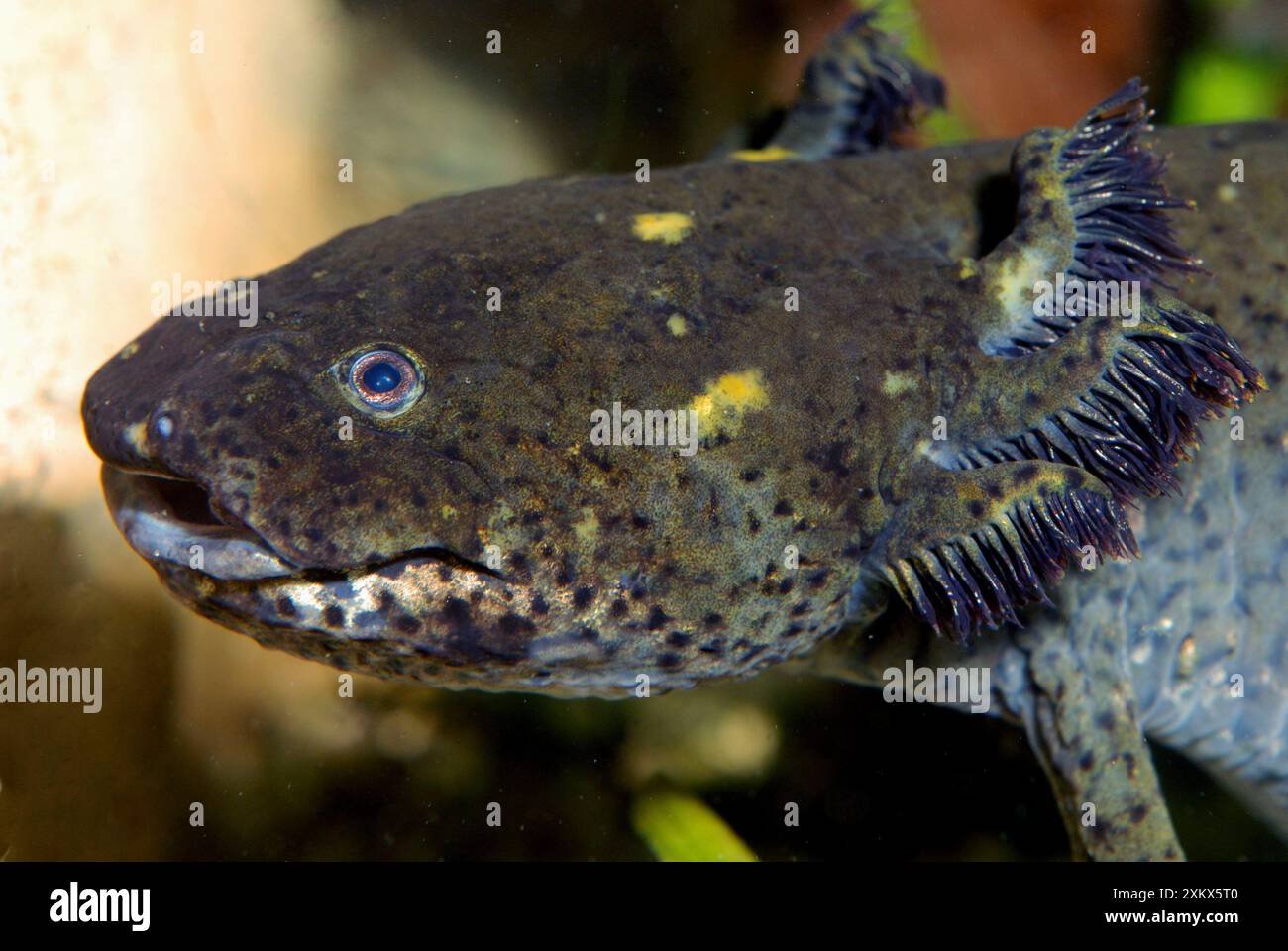 Axolotl - neotenous larva with external gills Stock Photo - Alamy