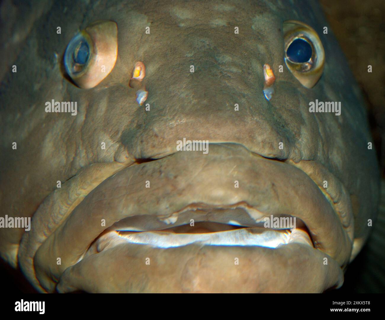 Longtooth hi-res stock photography and images - Alamy