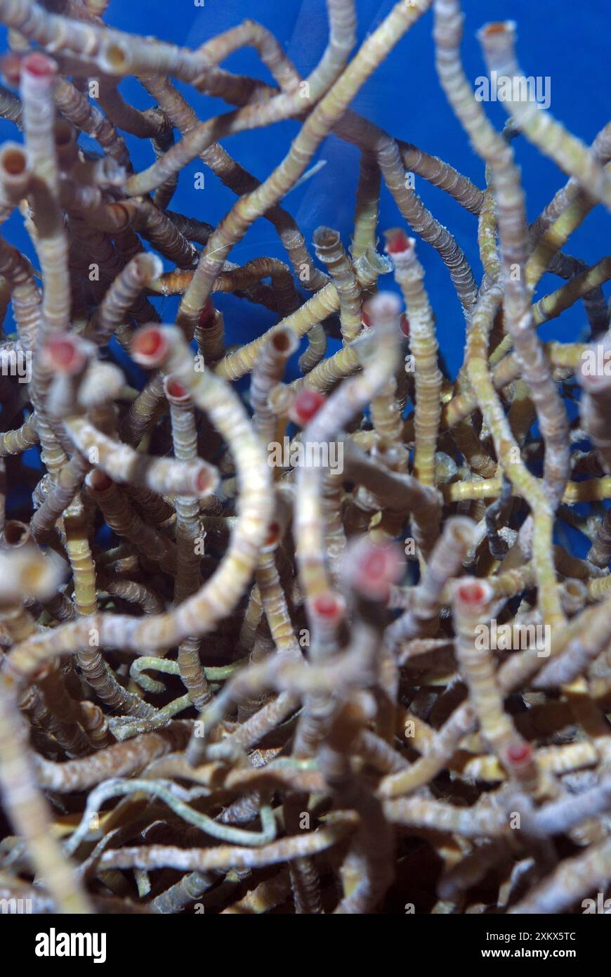 Vestimentiferan Tube Worms from deep sea hydrothermal Stock Photo - Alamy