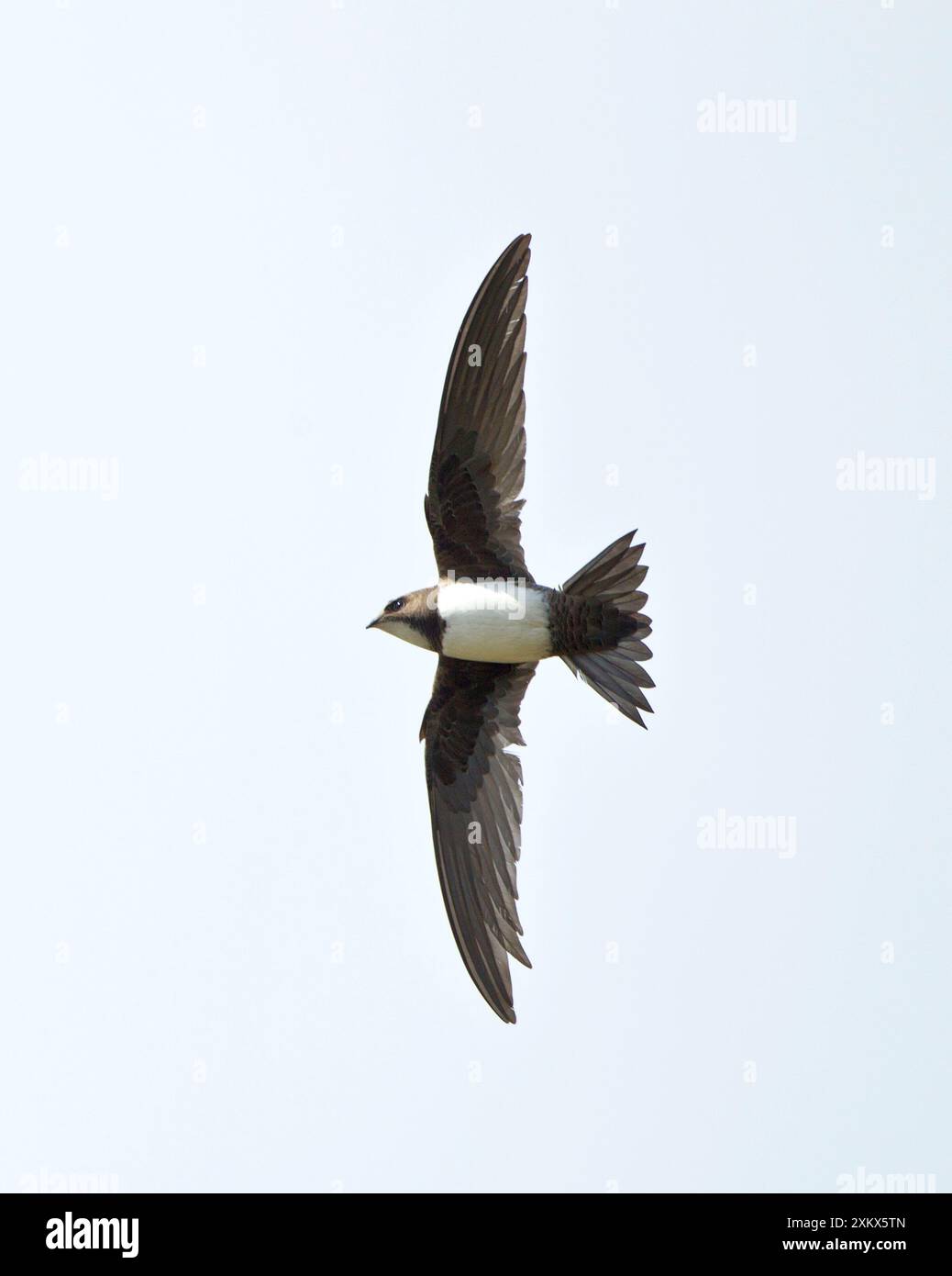 Alpine Swift - in flight with wings and tail spread Stock Photo - Alamy