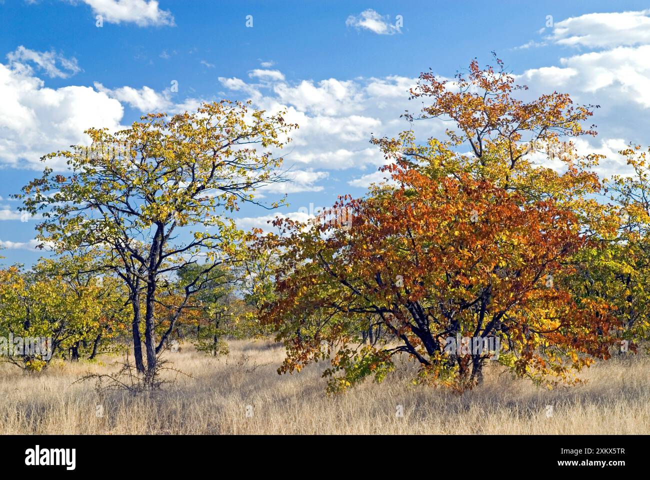 Colours of mopane veld, due mostly to the mopane tree Stock Photo - Alamy