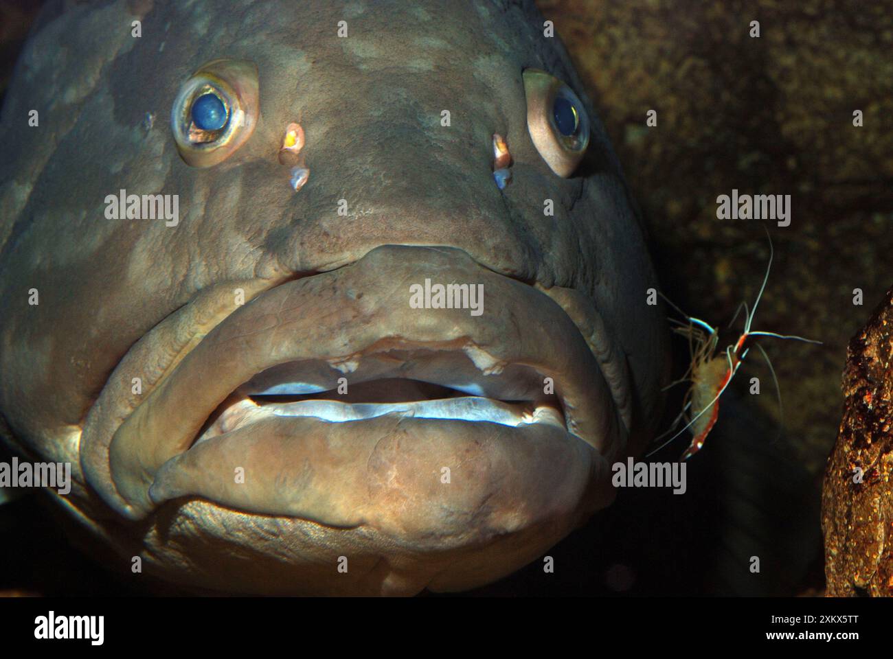 Longtooth Grouper, offshore Chinese and Japanese waters Stock Photo - Alamy