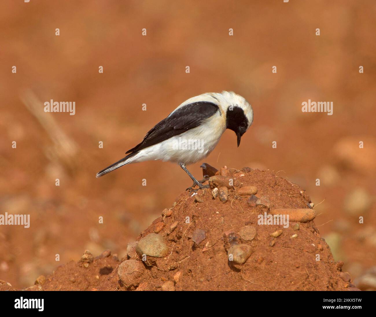 Male eastern black eared wheatear cyprus hi-res stock photography and ...