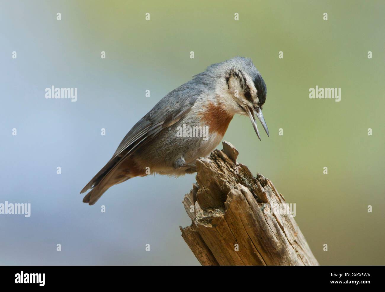 Kruper's Nuthatch - in Pine Tree calling Stock Photo - Alamy