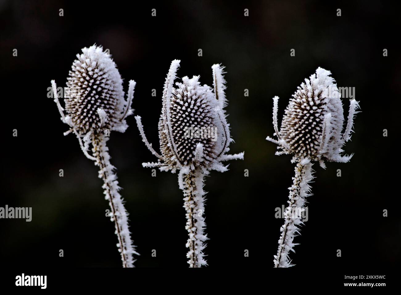 Frozen thistles hi-res stock photography and images - Alamy