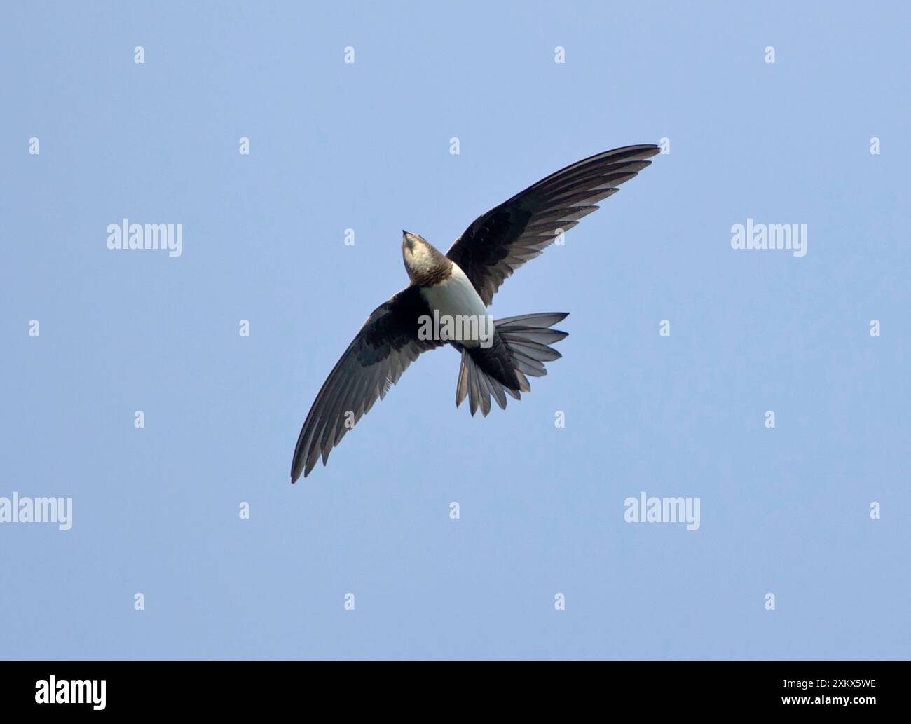 Fluttering bird hi-res stock photography and images - Alamy