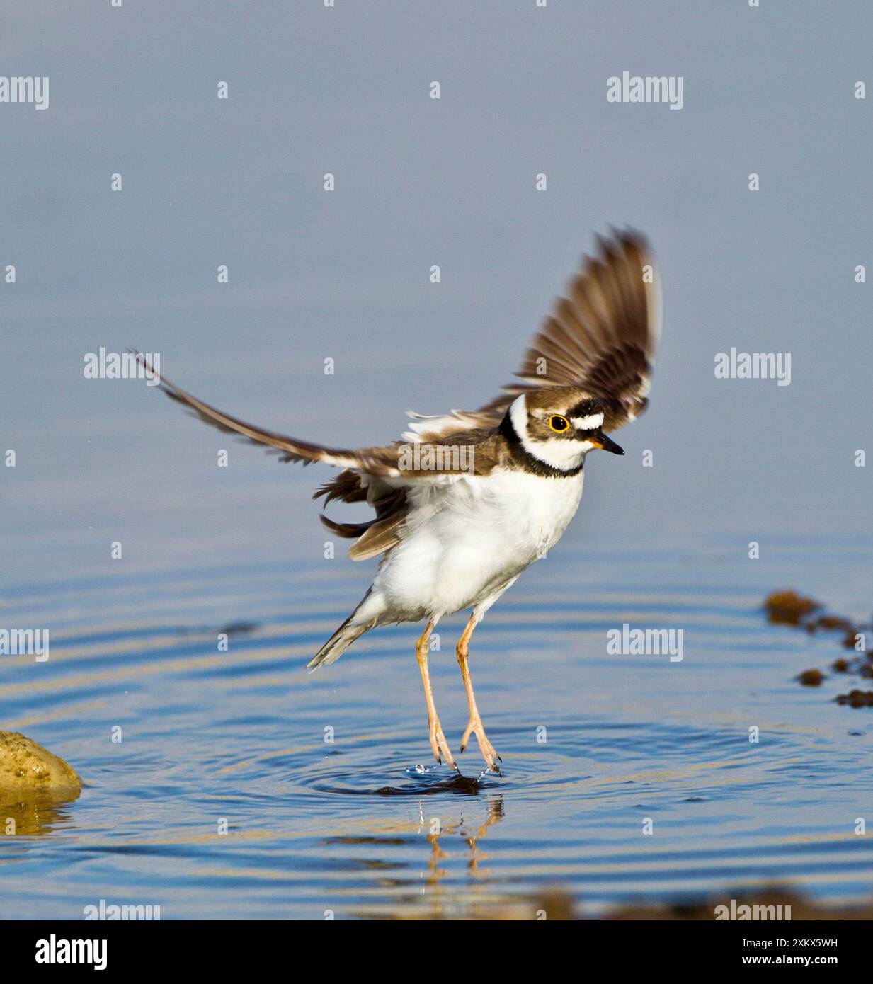 Little-ringed Plover - wing stretching Stock Photo - Alamy