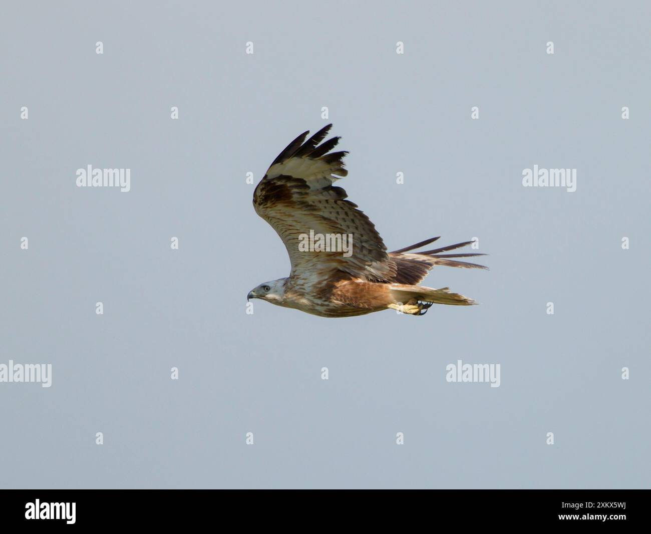 Long legged buzzards hi-res stock photography and images - Alamy