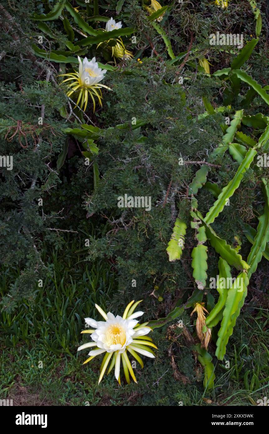 Queen of the night flower hi-res stock photography and images - Alamy
