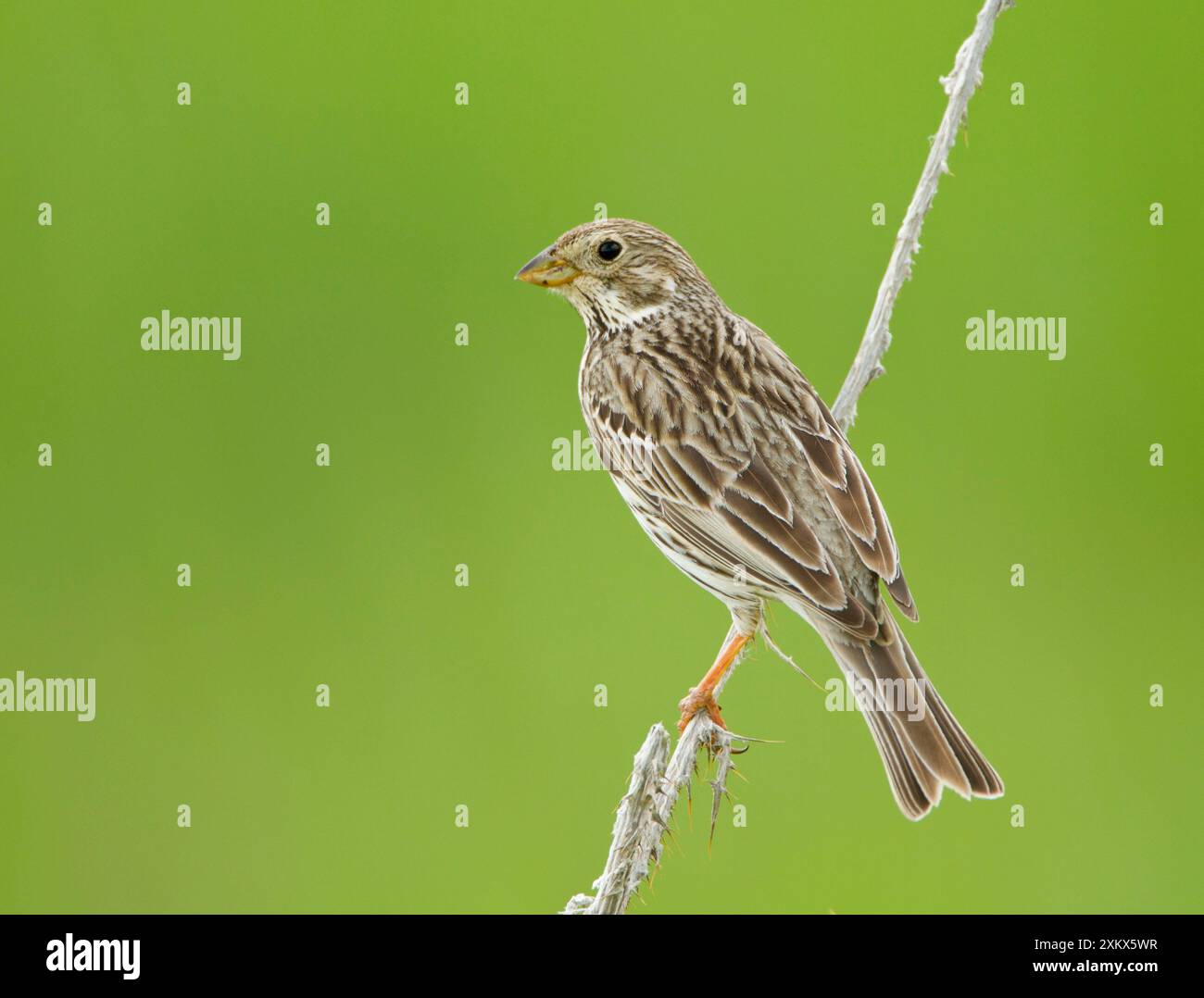 Corn Bunting - perched Stock Photo - Alamy