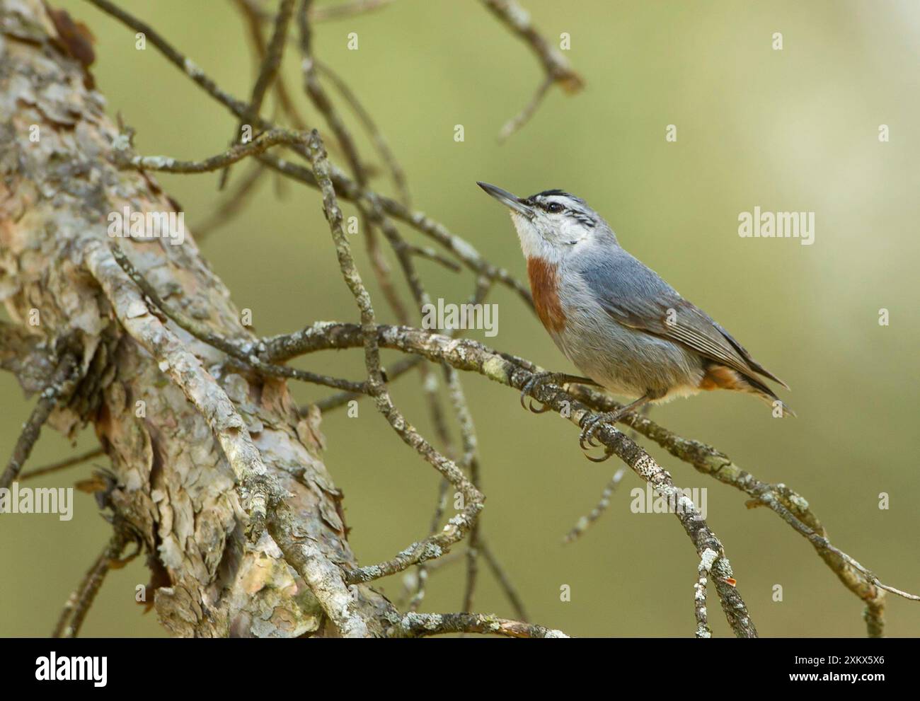 Kruper's Nuthatch - on Pine Tree Stock Photo - Alamy