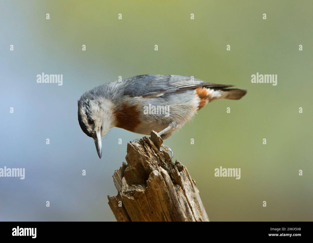 Kruper's Nuthatch - on Pine Tree Stock Photo - Alamy