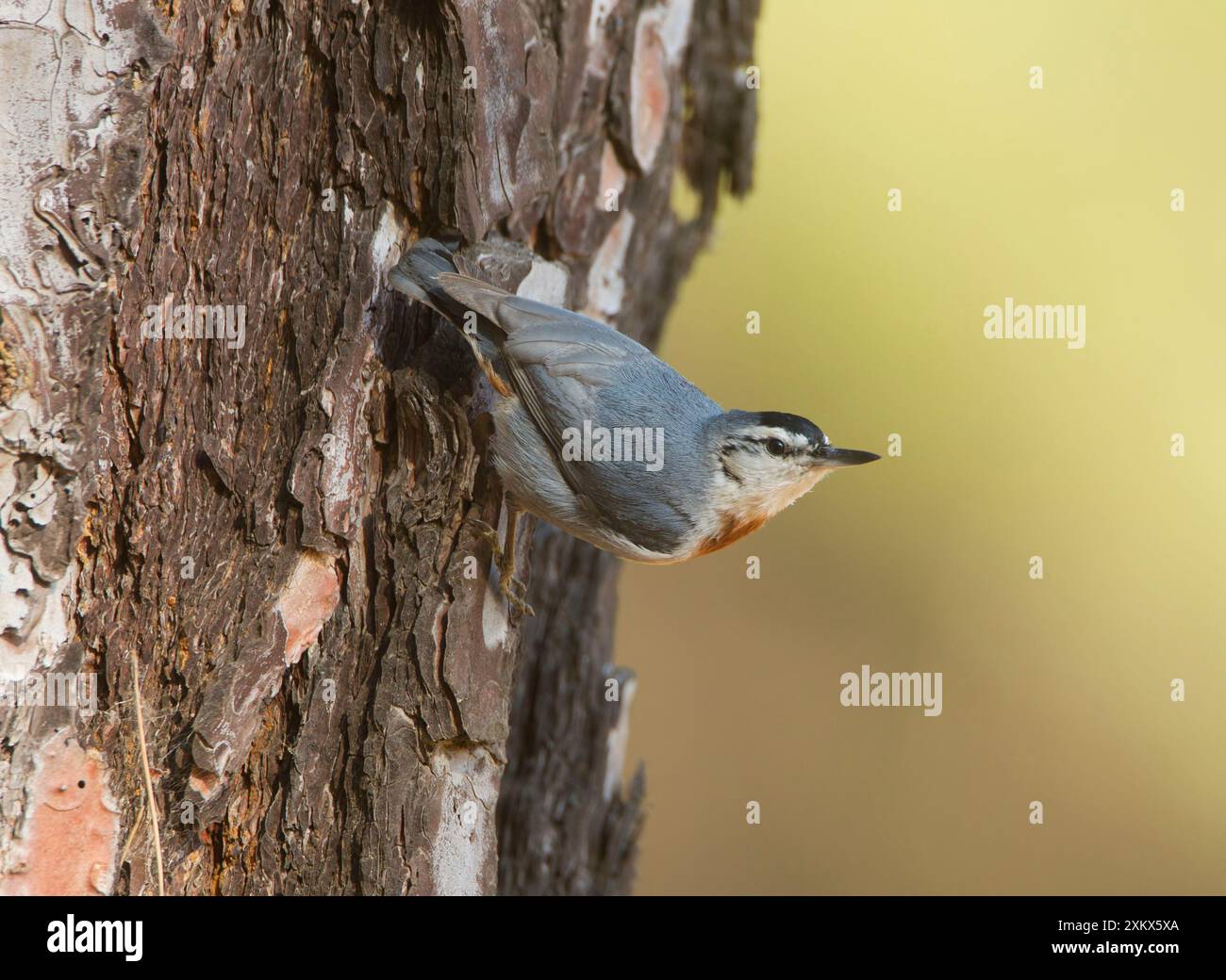 Kruper's Nuthatch - on Pine Tree Stock Photo - Alamy