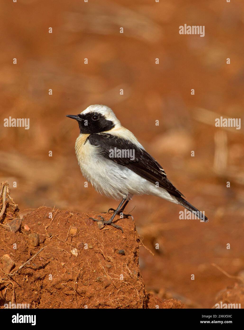 Eastern black eared wheatear cyprus hi-res stock photography and images ...