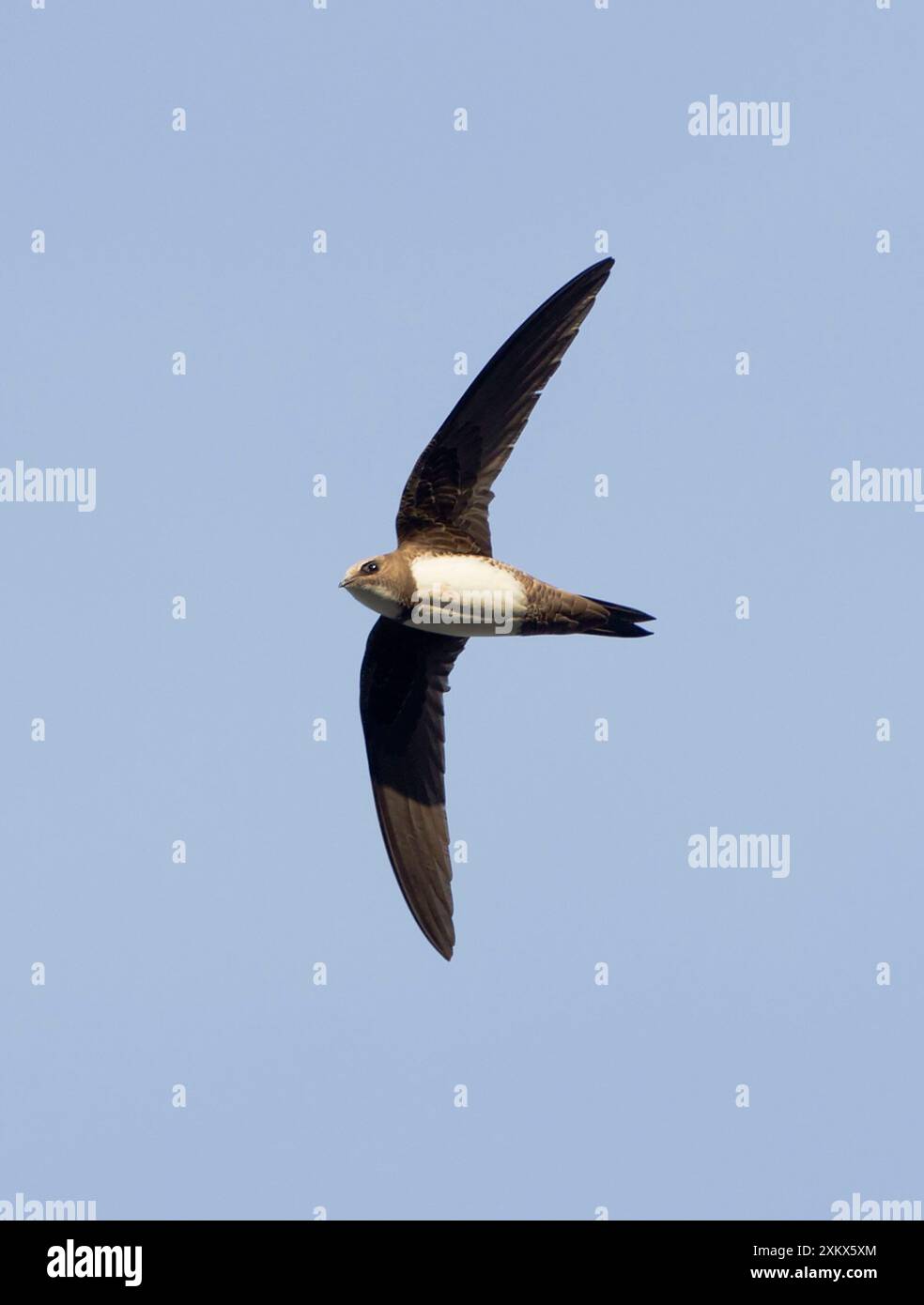 Alpine swift apus melba hi-res stock photography and images - Alamy