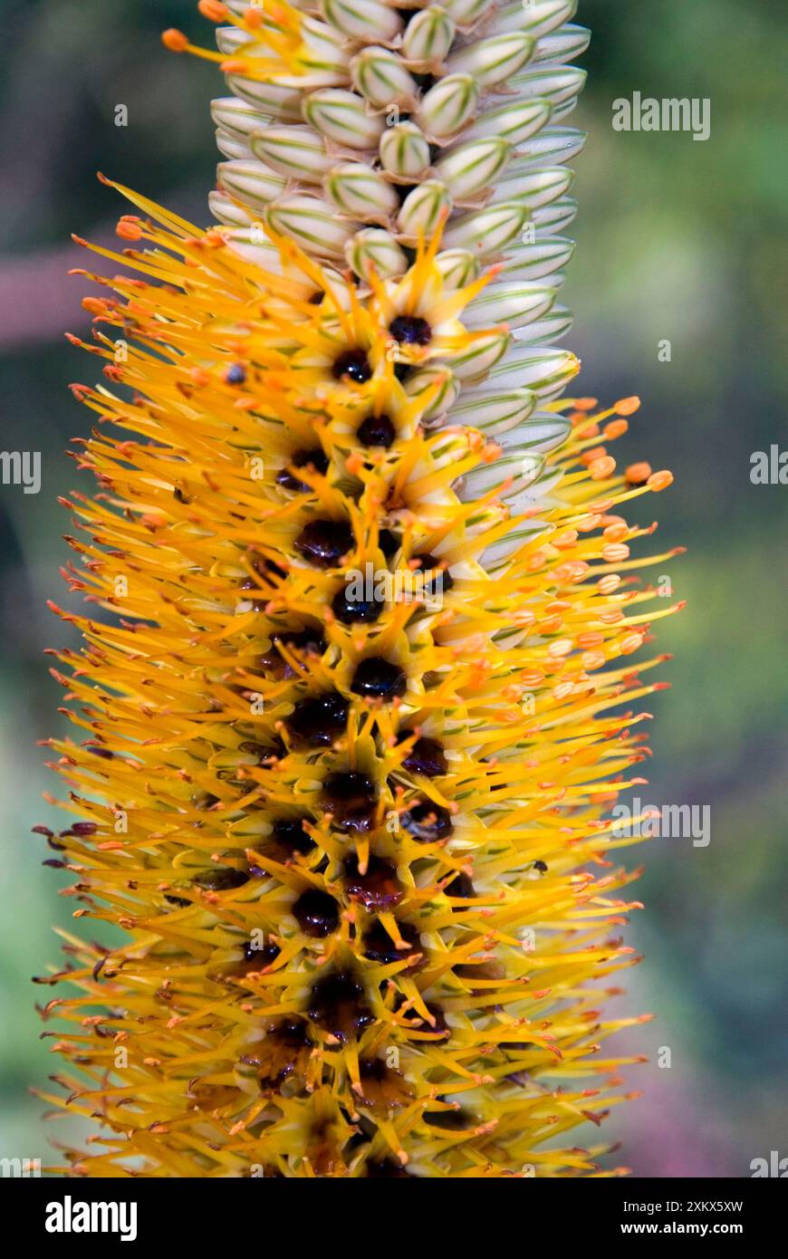 Characteristic wildlife hi-res stock photography and images - Alamy