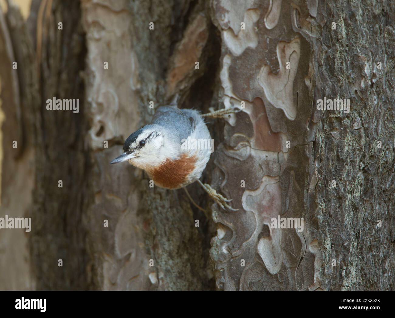 Kruper's Nuthatch - on Pine Tree Stock Photo - Alamy