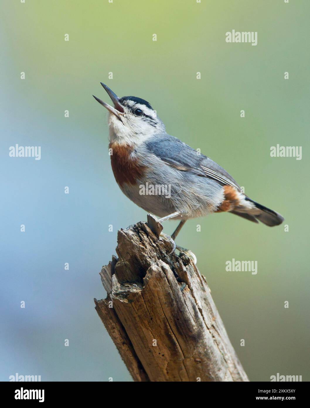 Kruper's Nuthatch - in Pine Tree calling Stock Photo - Alamy