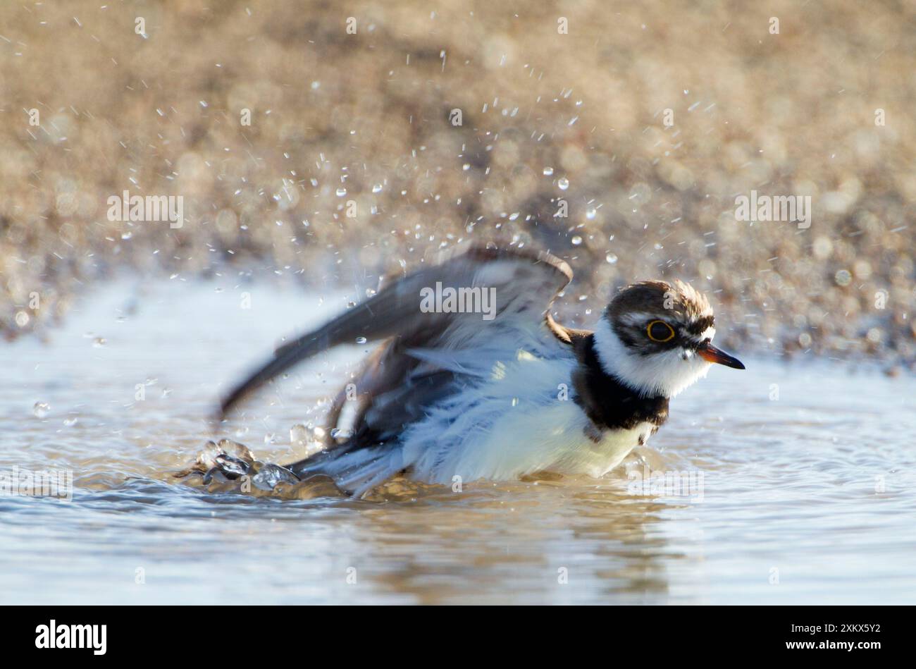 Little-ringed Plover - bathing in puddle Stock Photo - Alamy