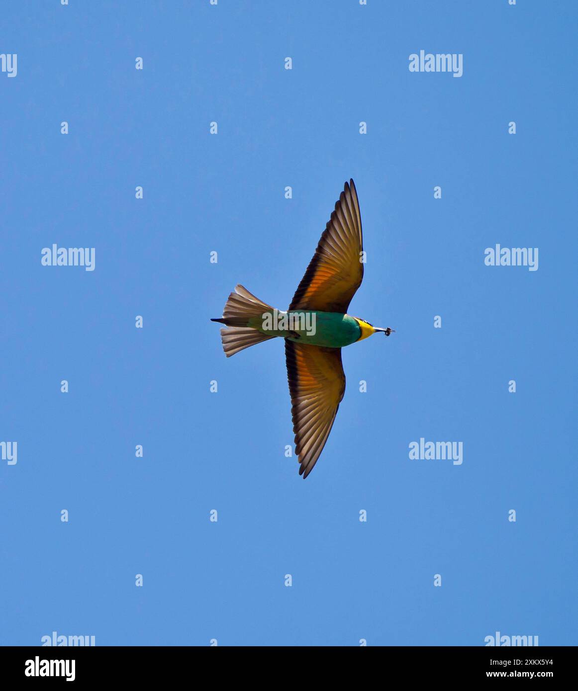 Bee eater apiaster bee in beak hi-res stock photography and images - Alamy