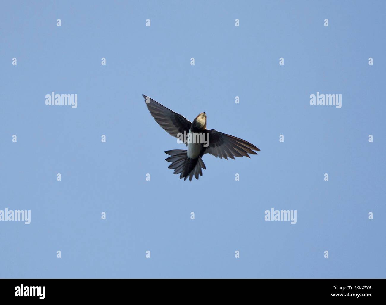 Fluttering bird hi-res stock photography and images - Alamy