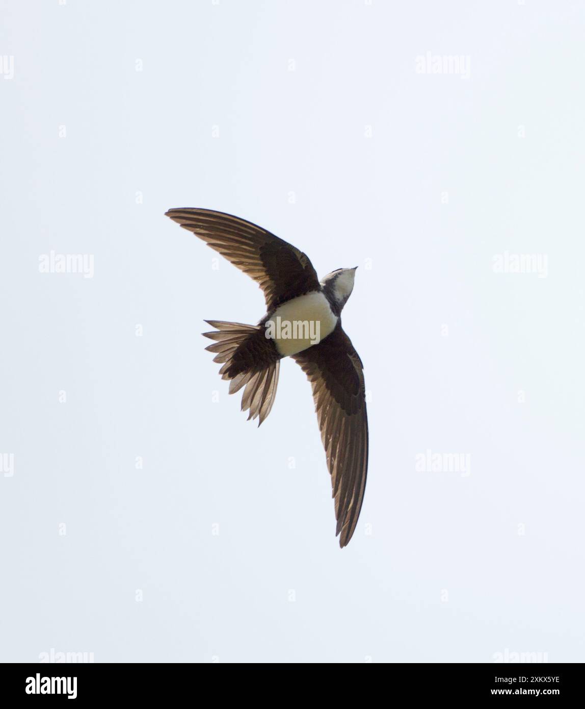 Alpine Swift - in flight fluttering with wings Stock Photo - Alamy