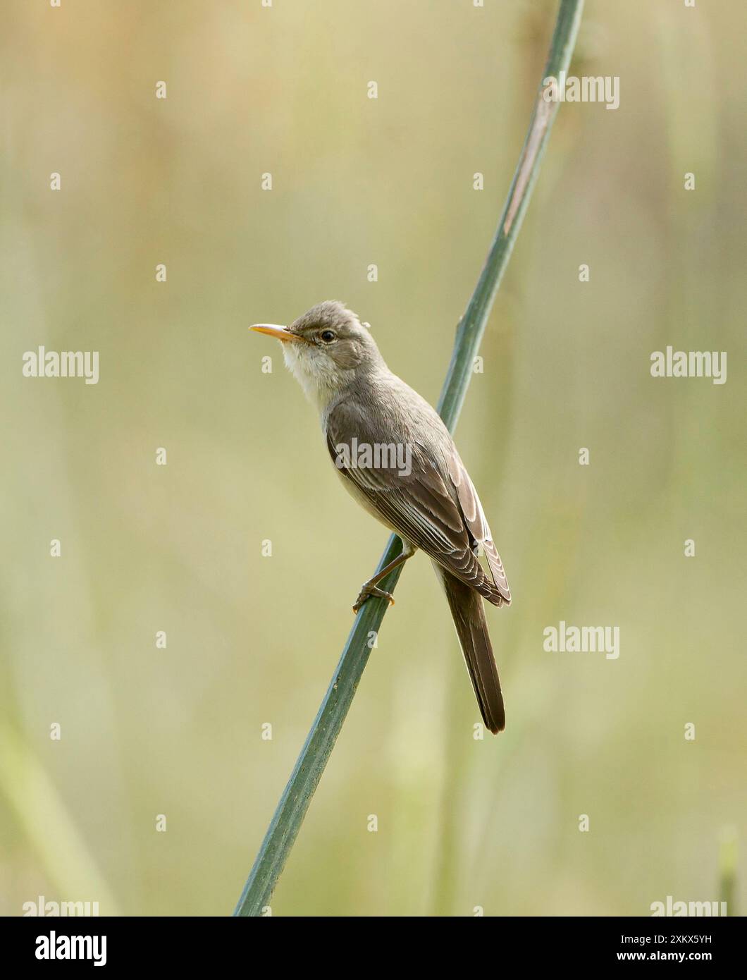Olive tree warblers hi-res stock photography and images - Alamy